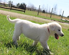 Available Akbash Puppies - belfairfarm.com